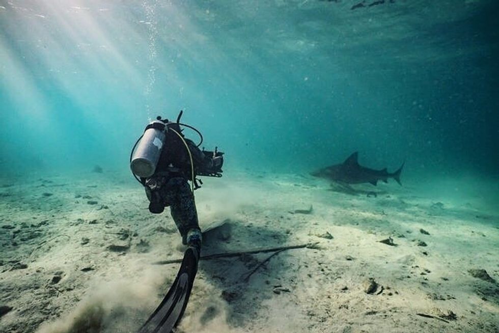 Why People Love Discovery Channel's Shark Week | The Odyssey Online