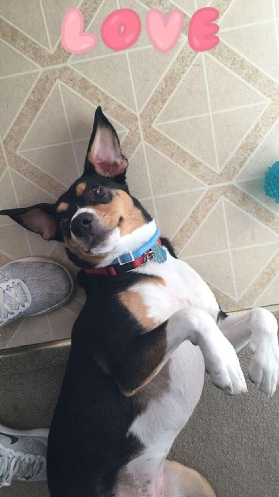 1. Dogs reduce stress | The Odyssey Online