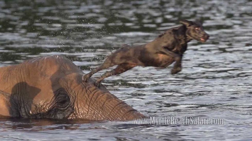 4. Dog and Elephant Friendship | The Odyssey Online