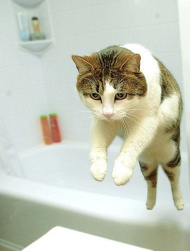 31 College Majors as Cats