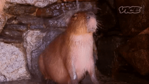 11 Capybara Gifs To Get You Into The Summer Spirit