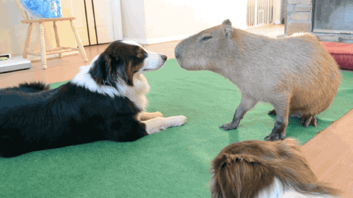 capybara gifs for the stressed student | The Odyssey Online
