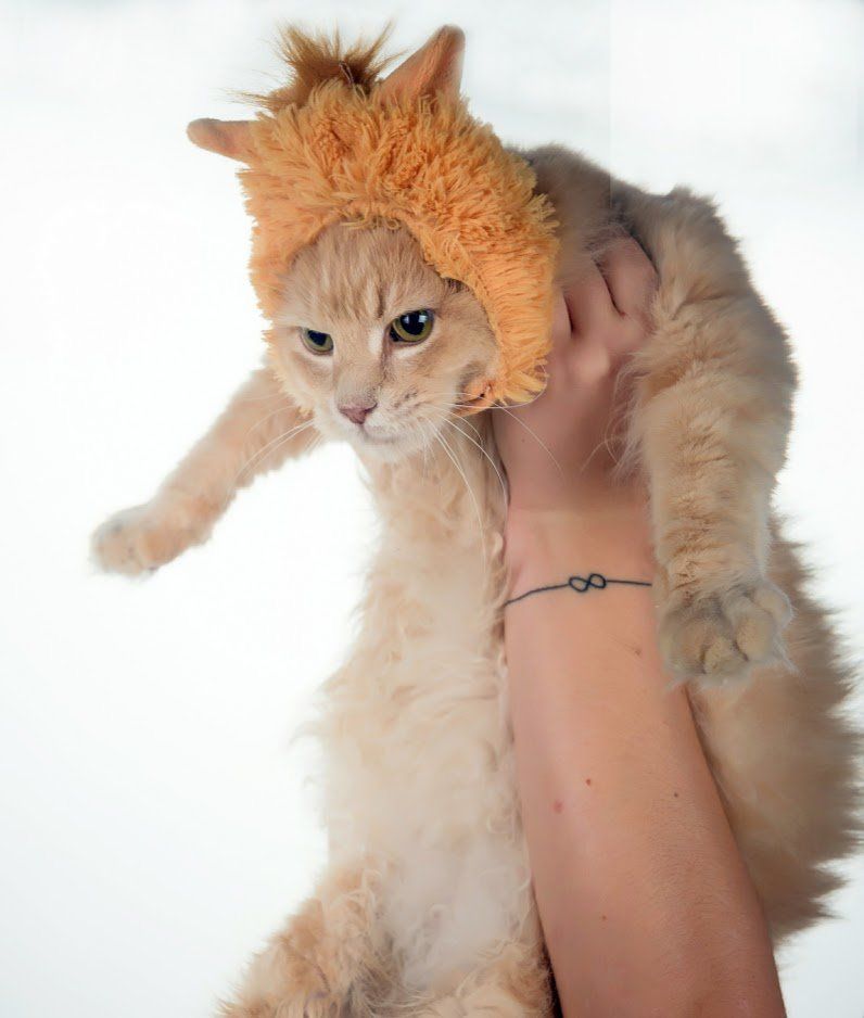 31 College Majors as Cats