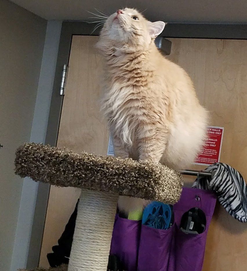 31 College Majors as Cats