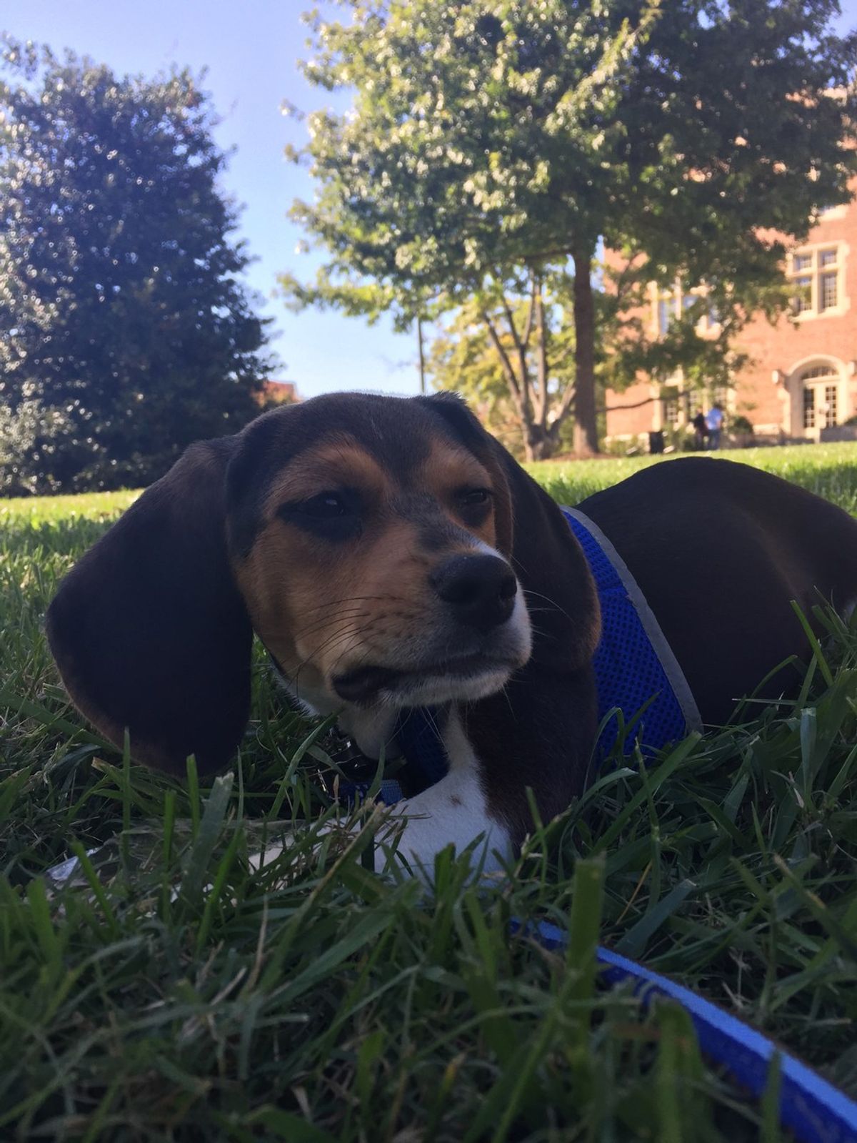 Why You Should Get A Dog In College