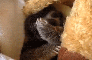 Making It Through The Week, As Told By Sloths