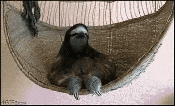 Making It Through The Week, As Told By Sloths | The Odyssey Online
