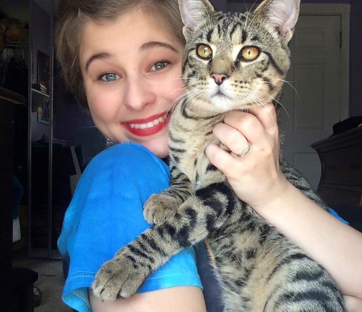 10 Signs You're a True Cat Lover | The Odyssey Online