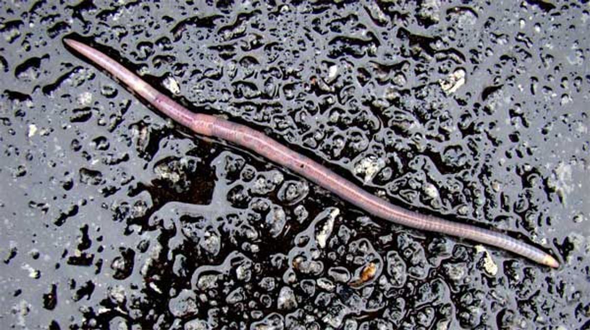 Why You Should Watch For Worms On The Sidewalk | The Odyssey Online