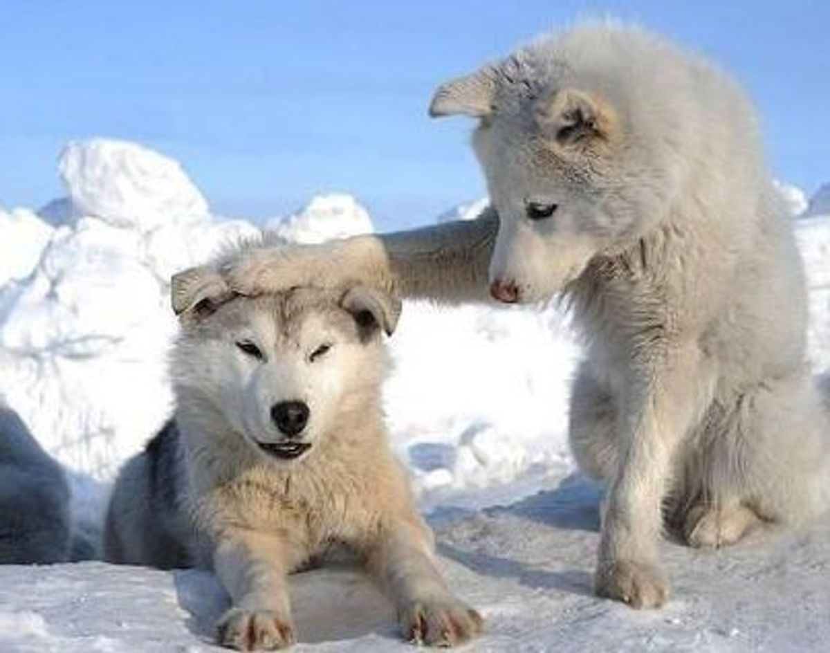 11 Cute Animals To Get You Through Finals Week | The Odyssey Online