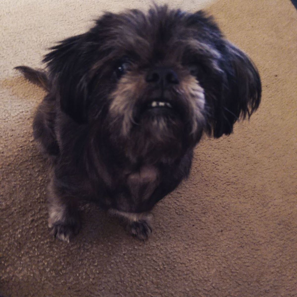 How Dogs See Us | The Odyssey Online