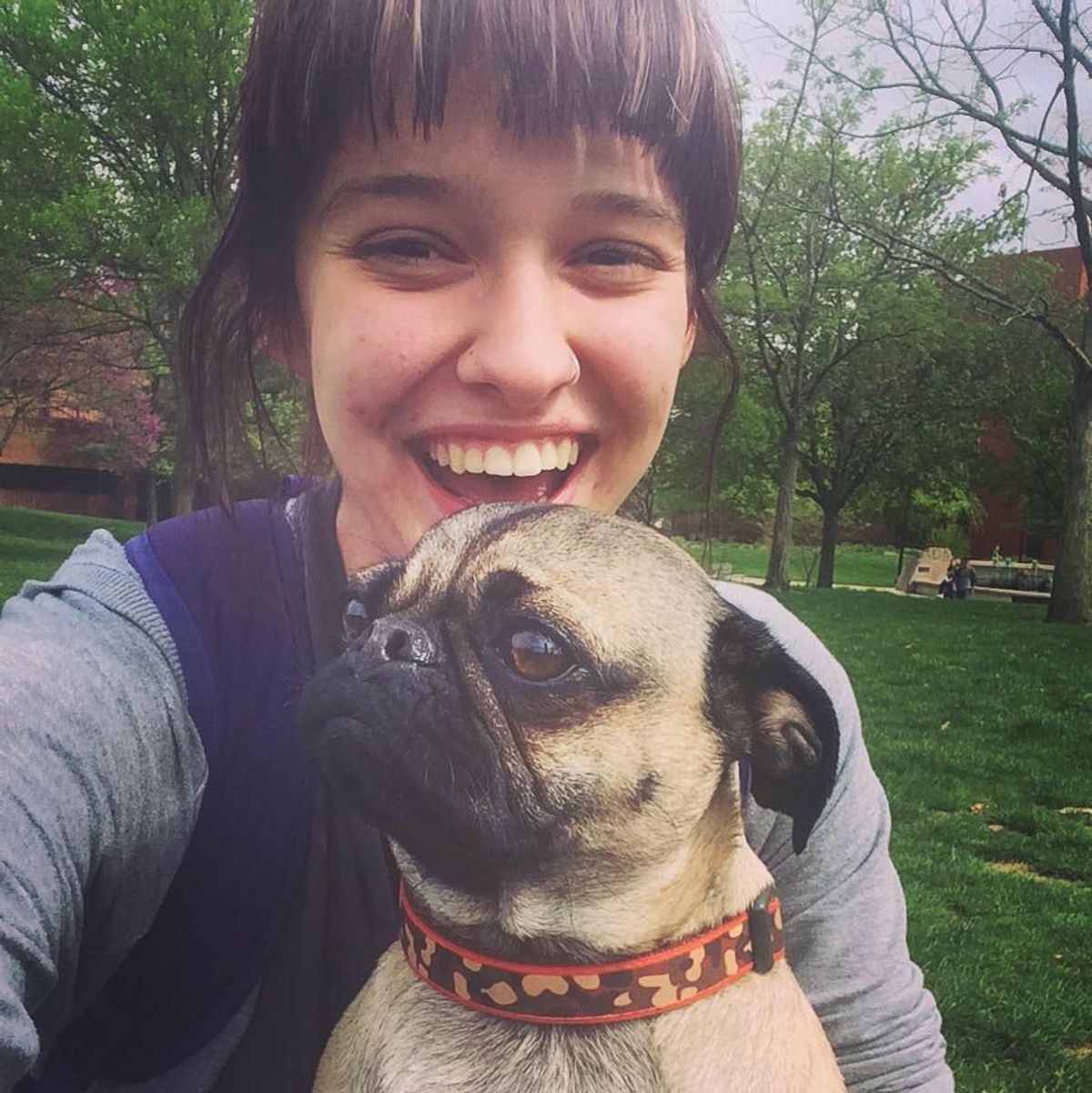 11 Reasons Why Pugs Are Amazing Lumps Of Love | The Odyssey Online