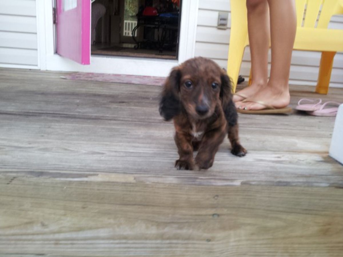 Why God Gave Us Dogs | The Odyssey Online