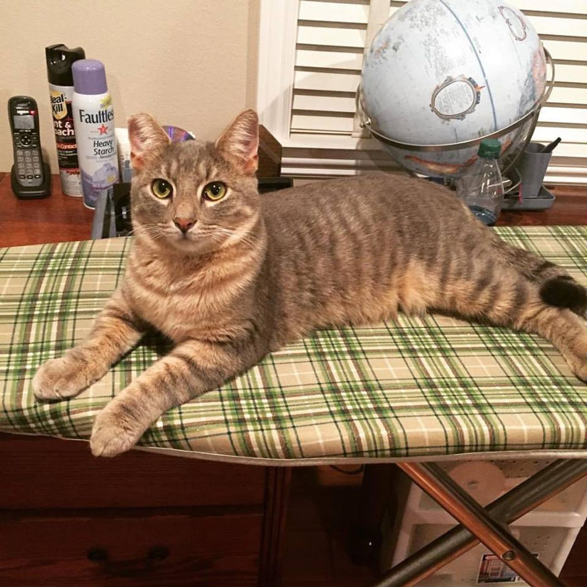 12 Tips for First-Time Cat Owners | The Odyssey Online