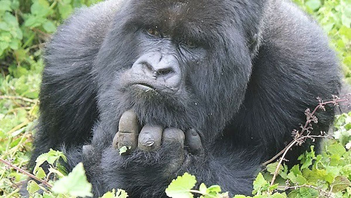 The Untold Story Of Harambe | The Odyssey Online