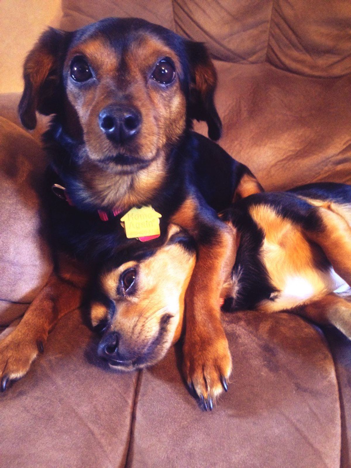 Why My Fur-Babies Are My Best Friends | The Odyssey Online