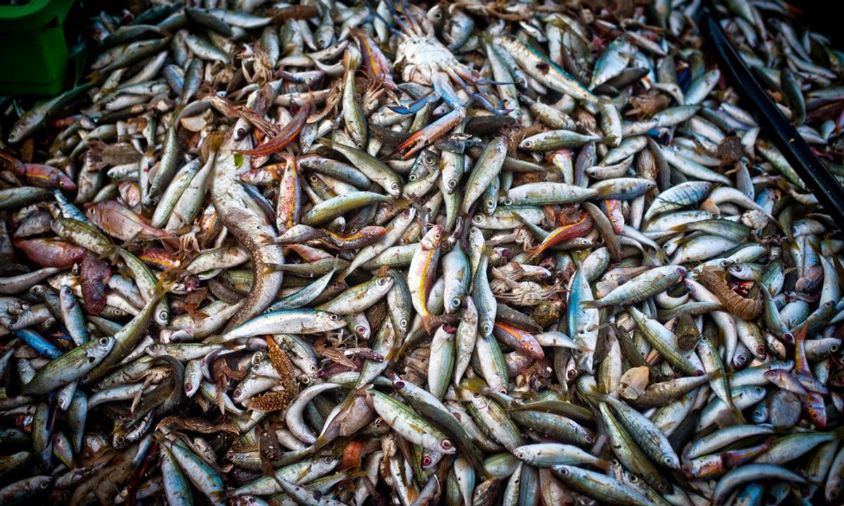 The Effects Of Overfishing: Say Goodbye To Fish And Hello To Empty ...