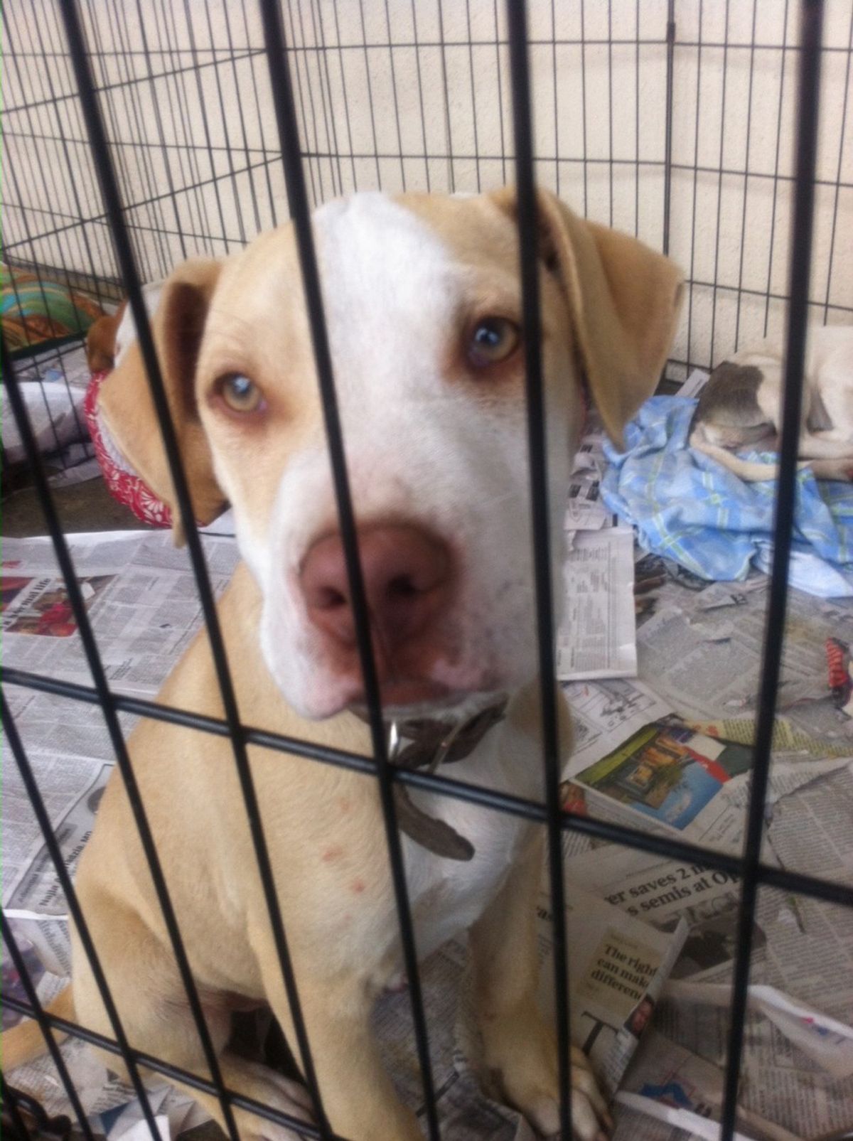 7 Thoughts You Have While Watching the ASPCA Commercials | The Odyssey ...