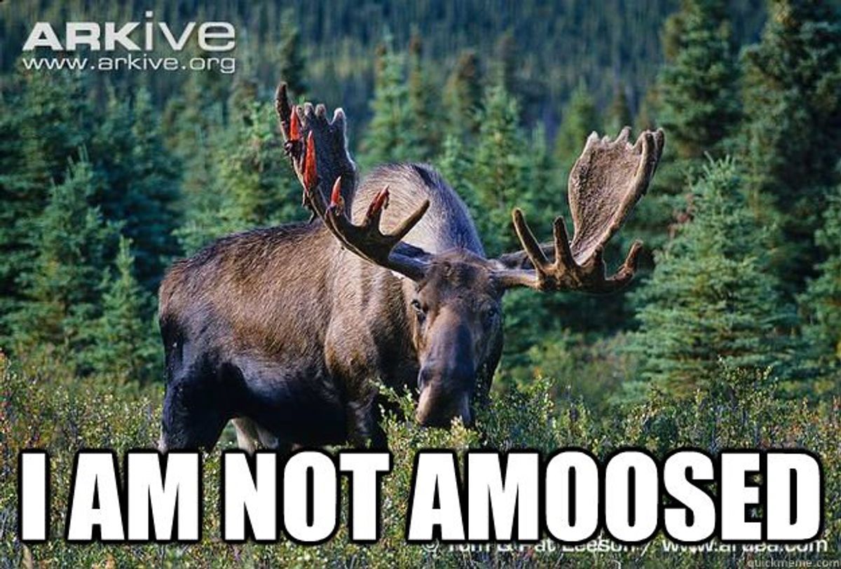 How To Survive A Moose Attack | The Odyssey Online