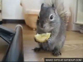 Why Do We Want To Squeeze Cute Things? | The Odyssey Online