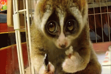 Why Do We Want To Squeeze Cute Things?