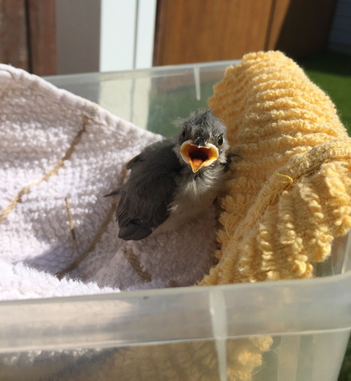 The Many Adventures Of Conrad The Bird | The Odyssey Online