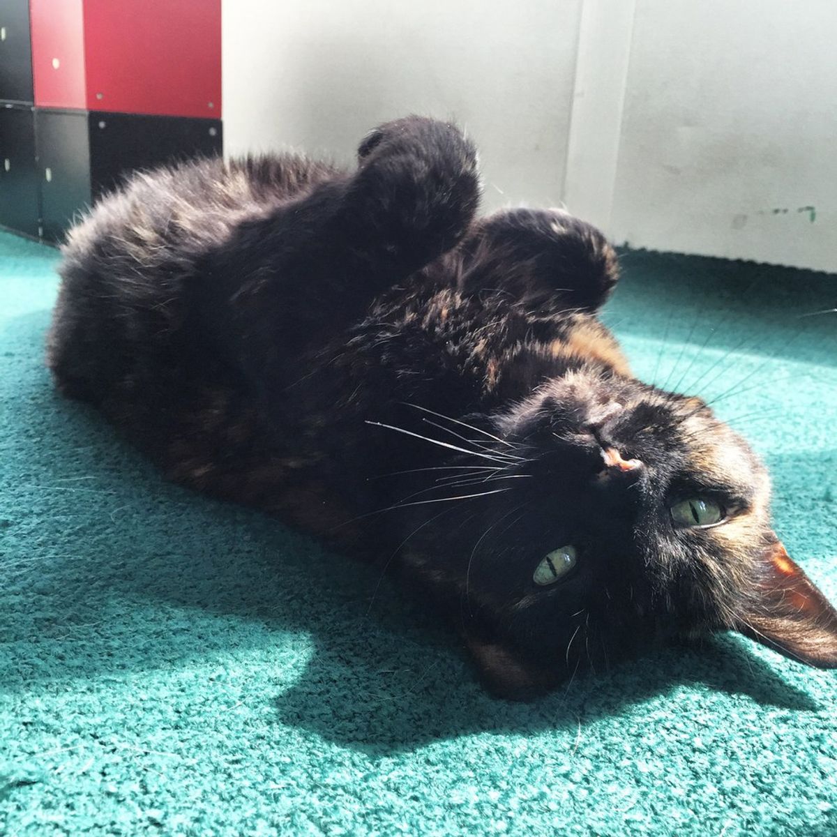 11 Reasons Why Cats Are Awesome