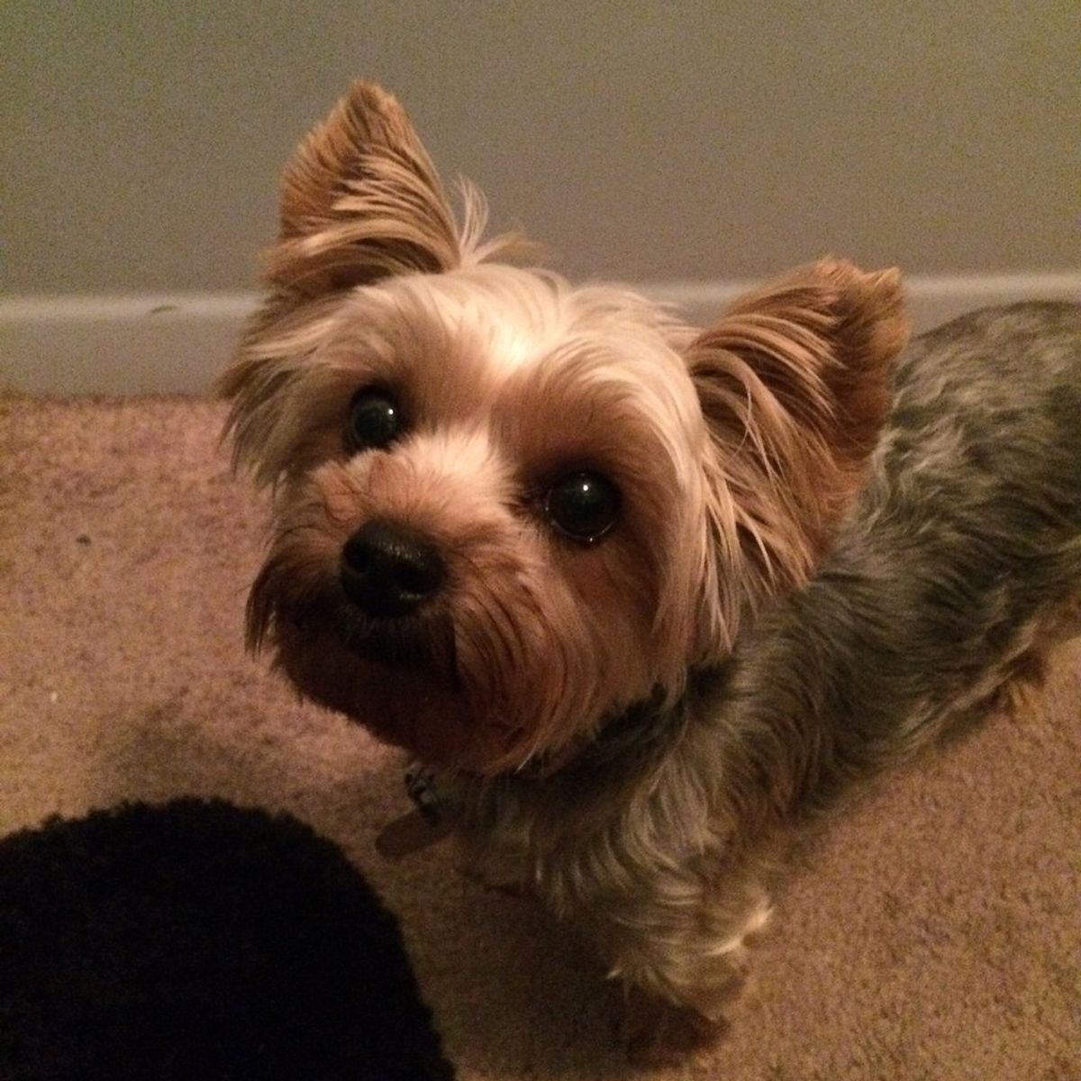 Pets and Mental Health | The Odyssey Online