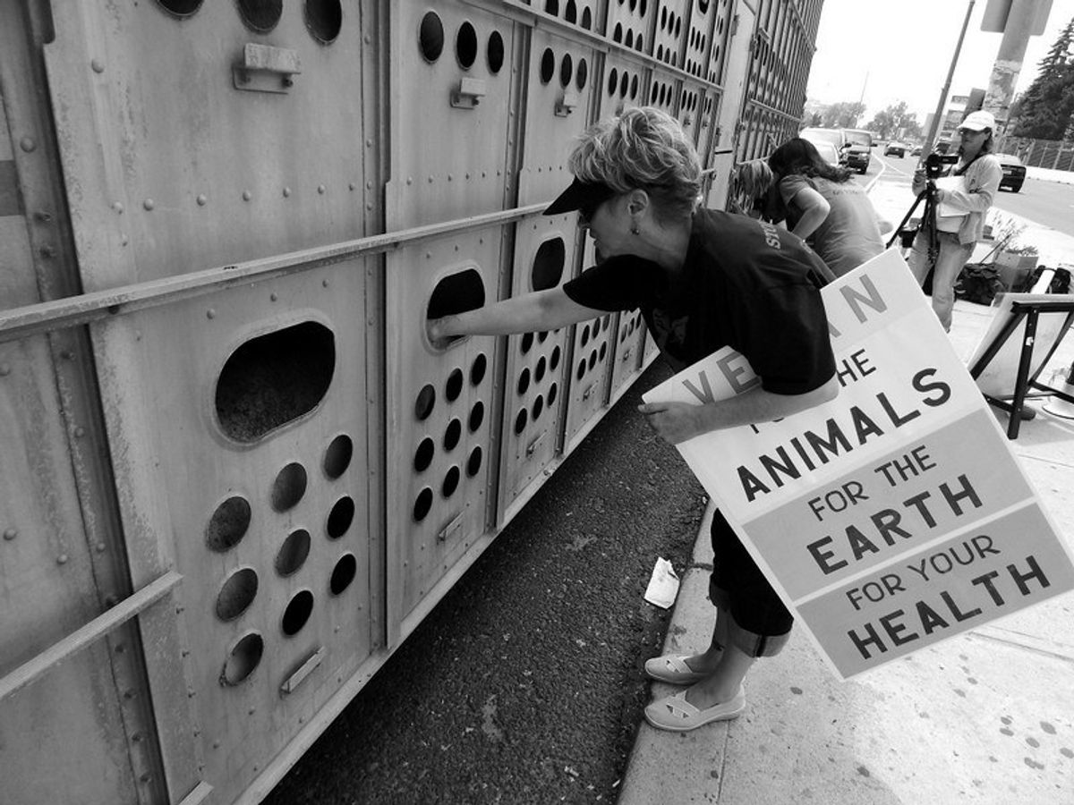 The problem with factory farming | The Odyssey Online