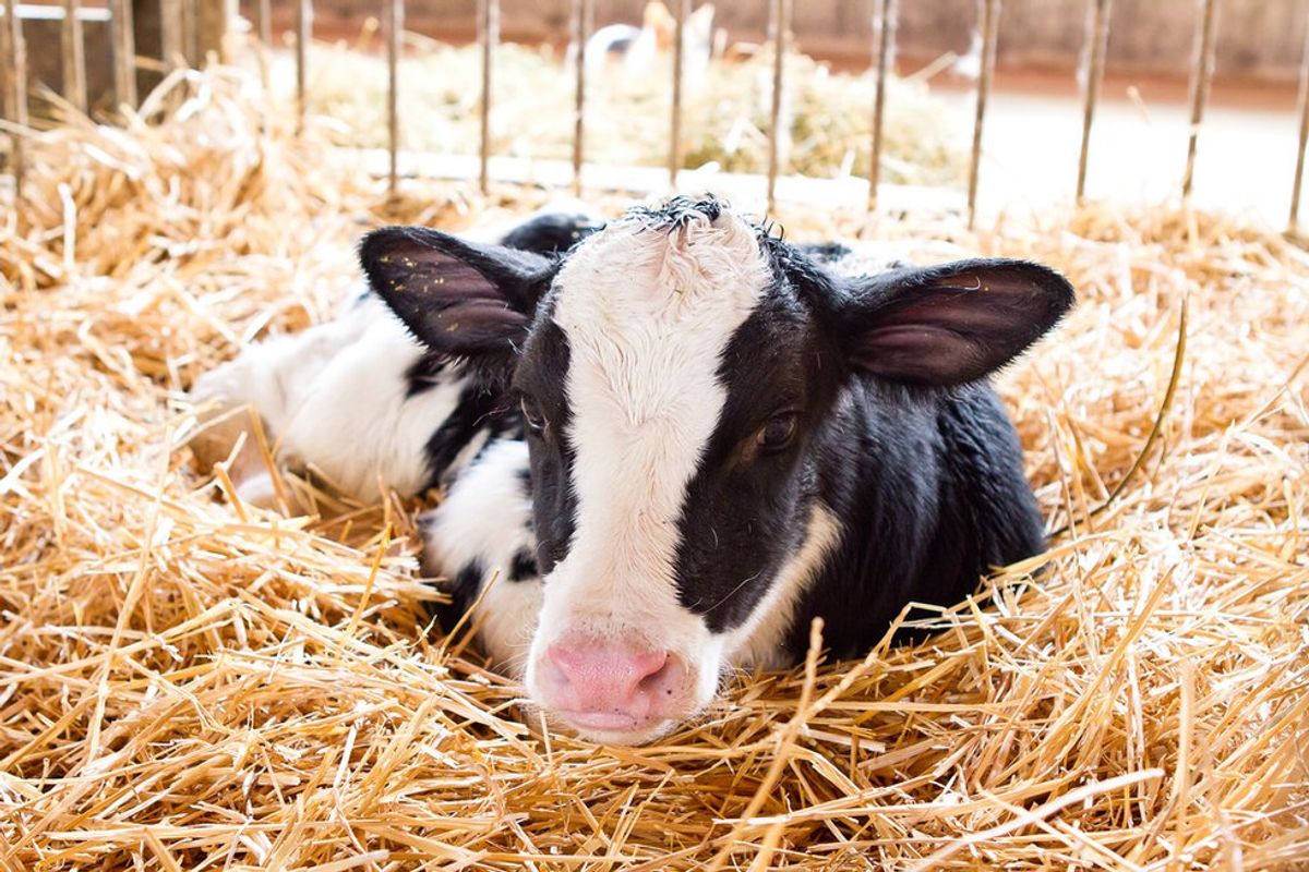 11 Baby Calves That Will Melt Your Heart | The Odyssey Online