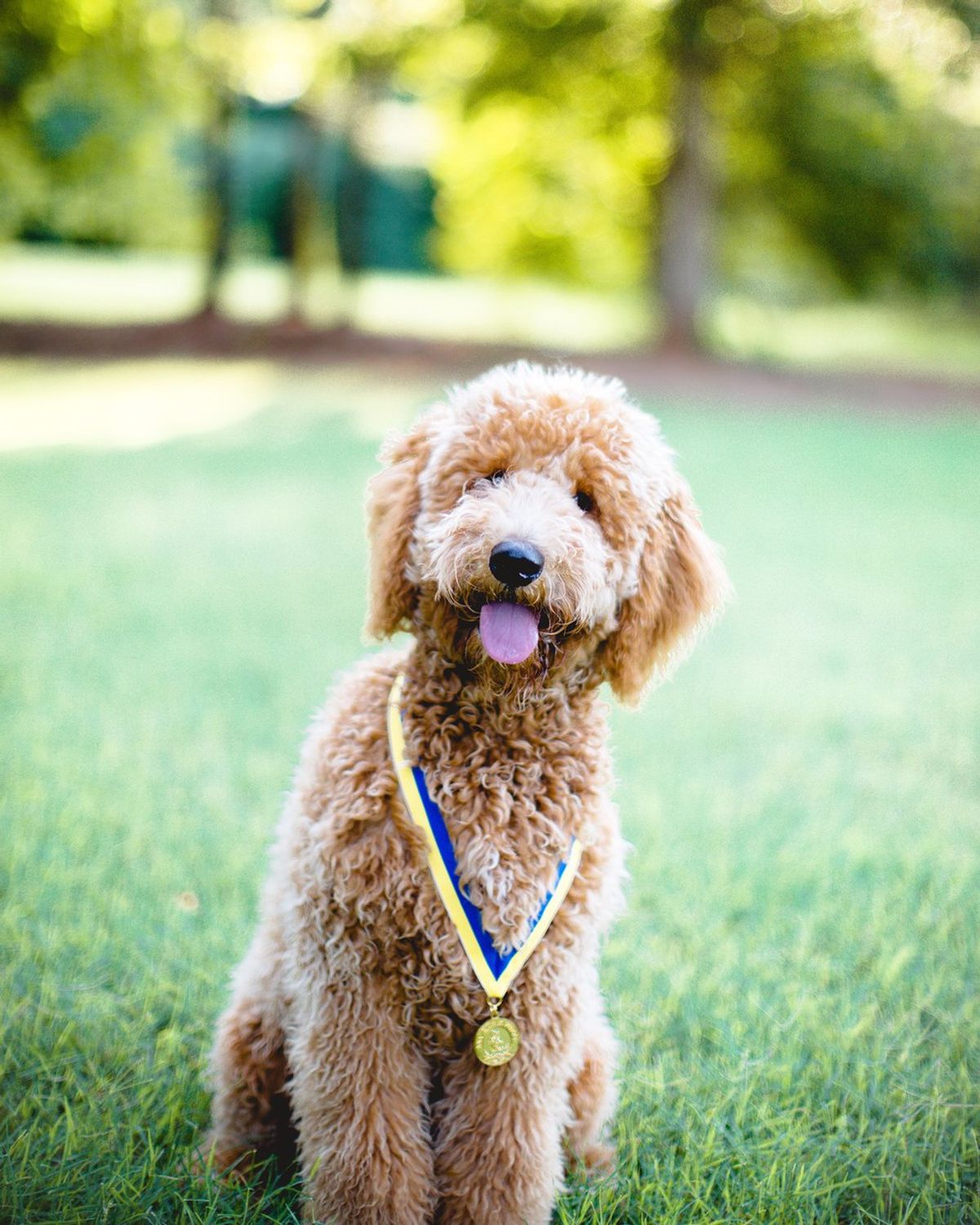 12 Reasons Everyone Should Own A Dog In College | The Odyssey Online