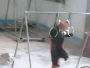 15 Cute Animals to Cheer You Up