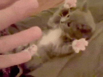 15 Cute Animals to Cheer You Up | The Odyssey Online