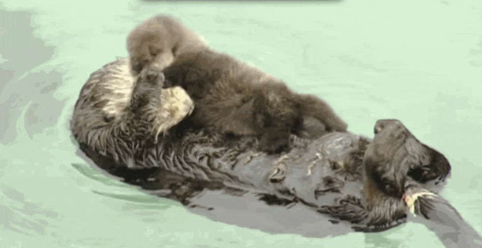 15 Cute Animals to Cheer You Up | The Odyssey Online