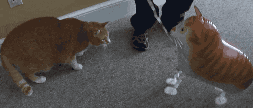 Stressed? Watch These 21 Hilarious Cat GIFs