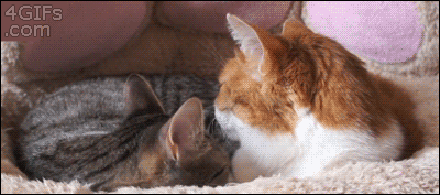 Stressed? Watch These 21 Hilarious Cat GIFs | The Odyssey Online