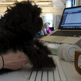 10 Dog GIFs That Will Help You Survive Finals Week | The Odyssey Online