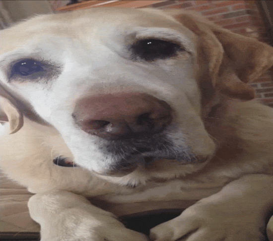10 Dog GIFs That Will Help You Survive Finals Week | The Odyssey Online