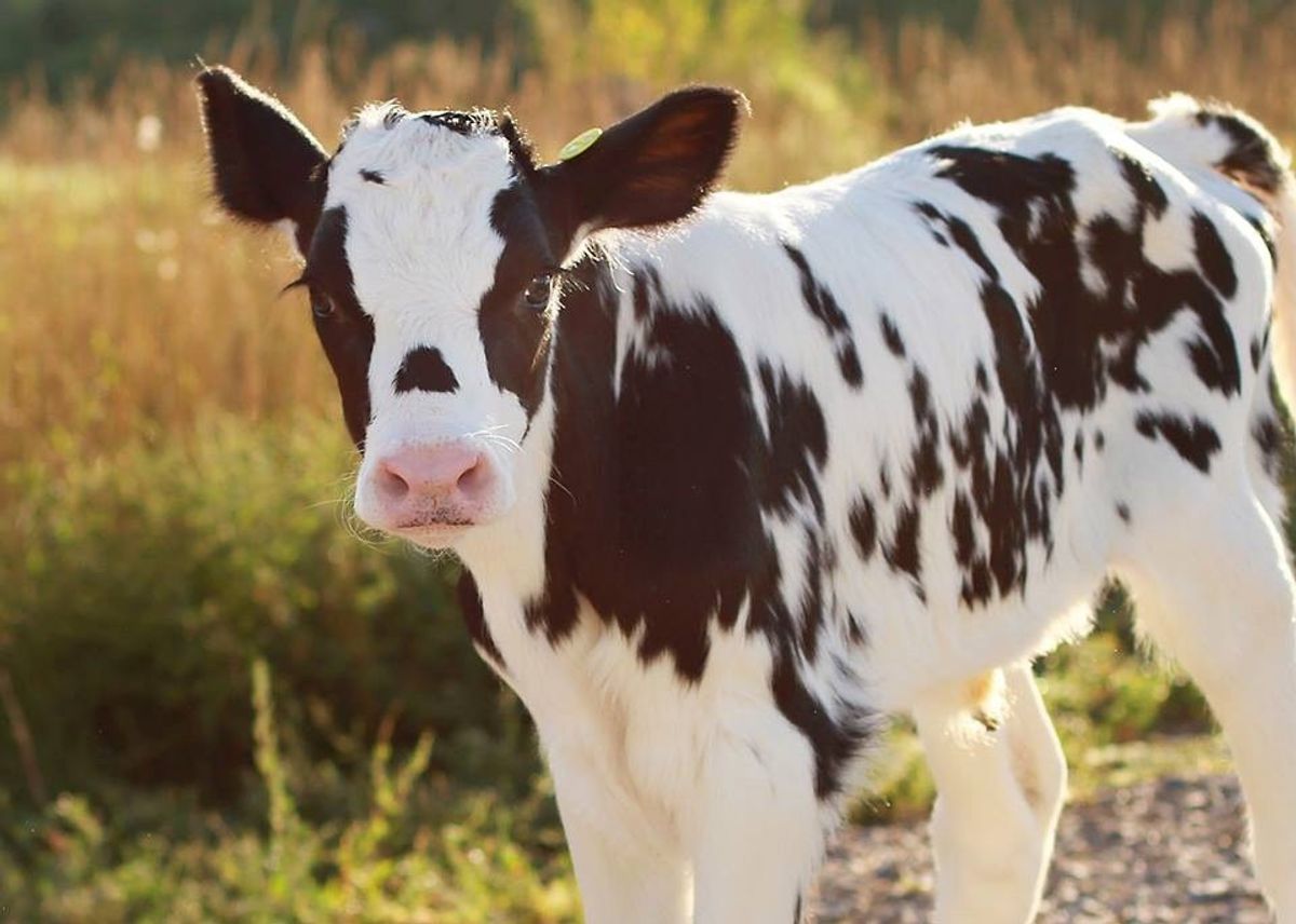 7 Reason Why Cows Are the Best Pets | The Odyssey Online