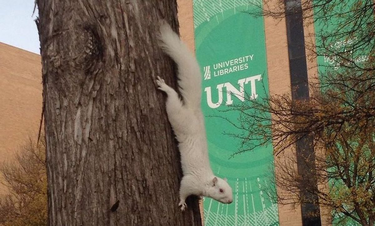 UNT's Albino Squirrel Has Been Killed | The Odyssey Online
