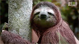 12 Reasons Why Every College Student Is A Sloth