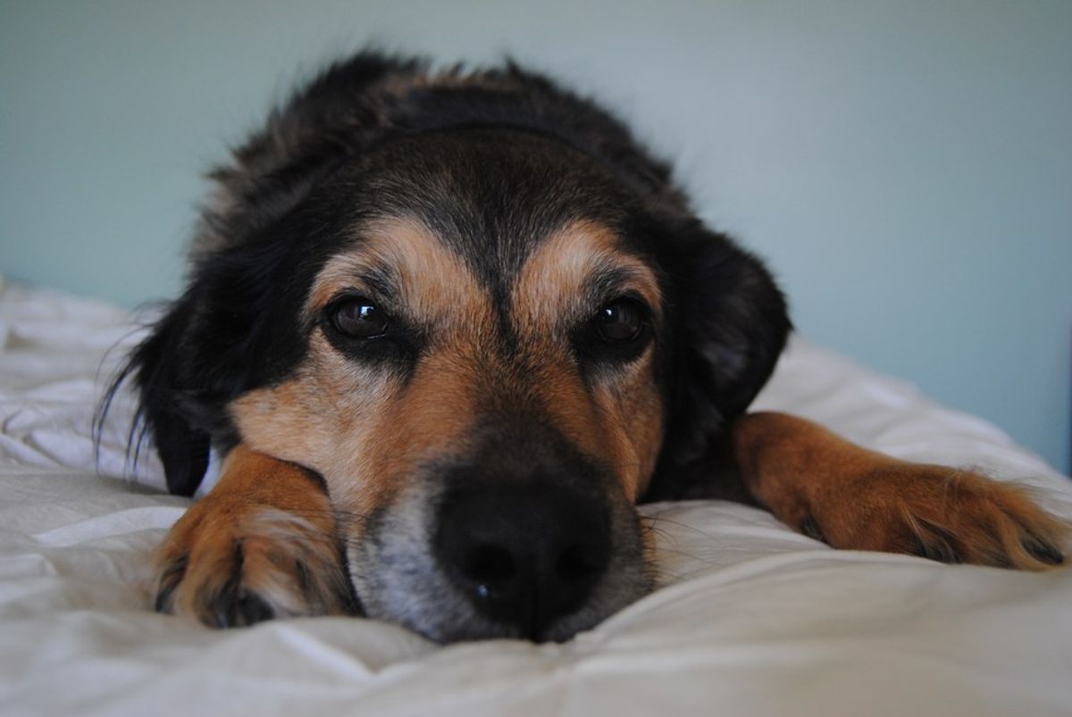 Ode to a Dog | The Odyssey Online