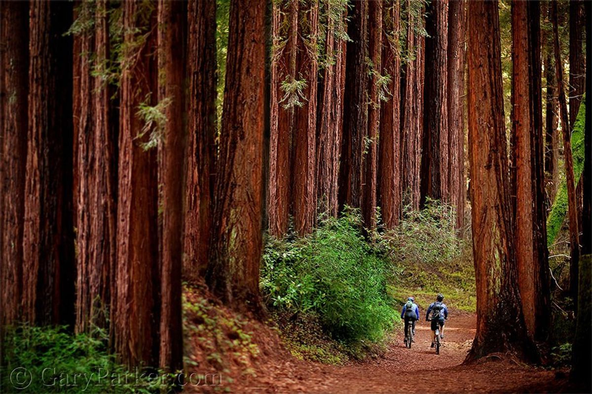 6 Fascinating Trees You Should Know About | The Odyssey Online