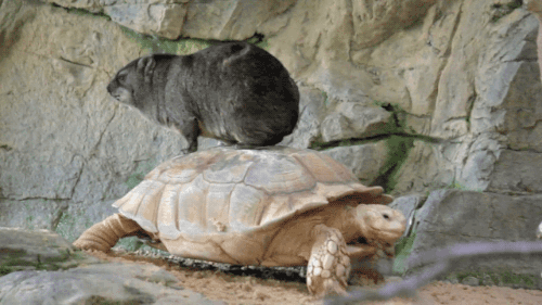 15 Strange Animals You Can Ride And Look Cool Doing It | The Odyssey Online