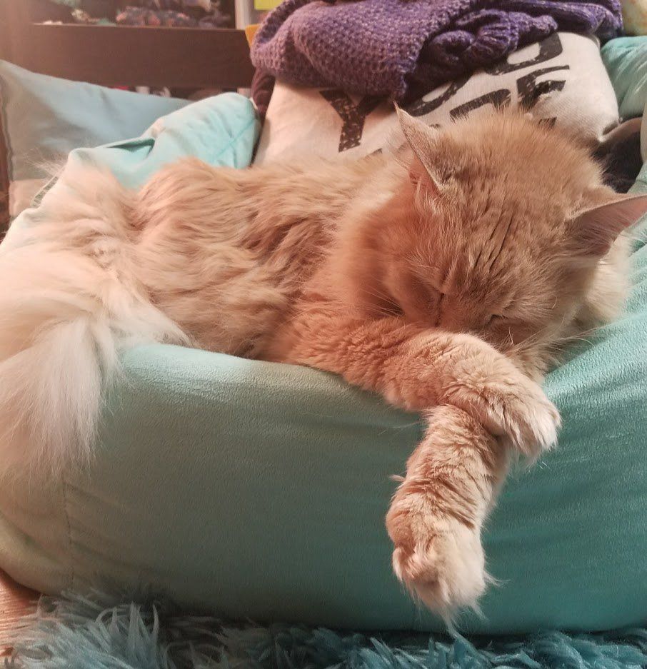 31 College Majors as Cats