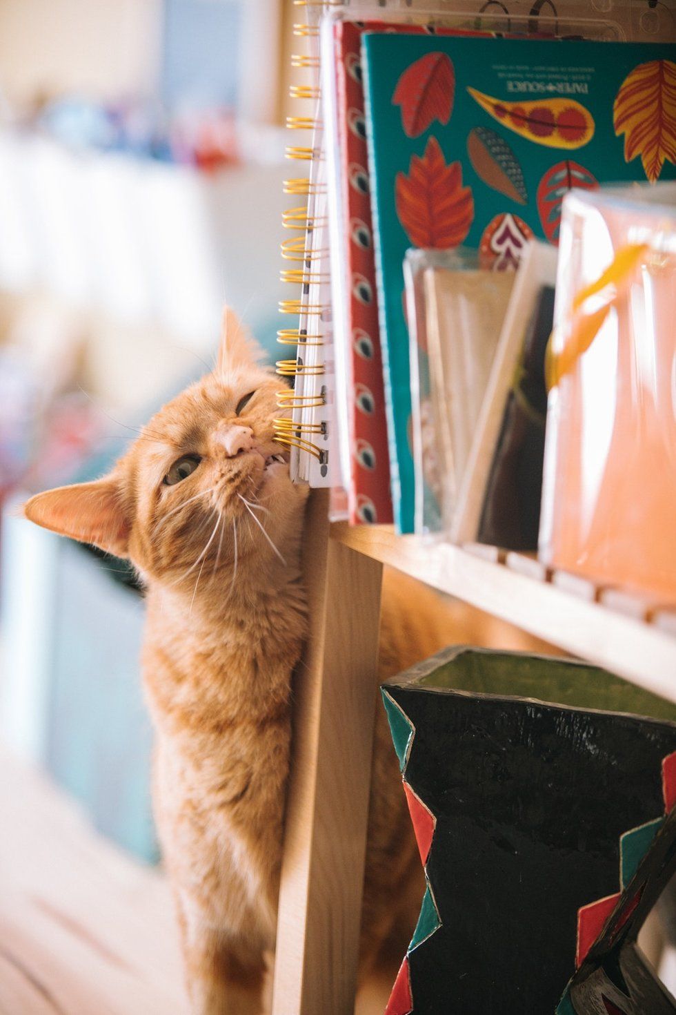 31 College Majors as Cats