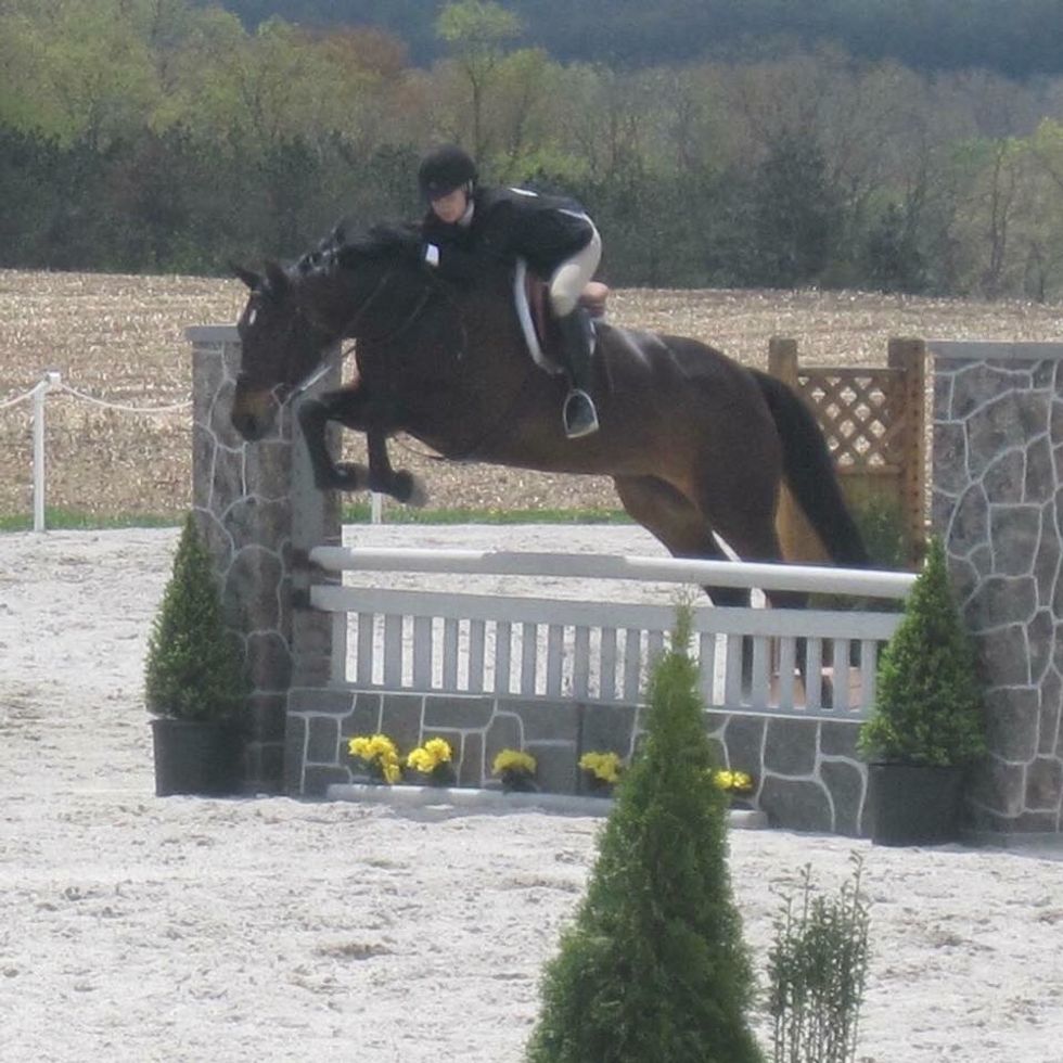 what makes a good riding horse | The Odyssey Online