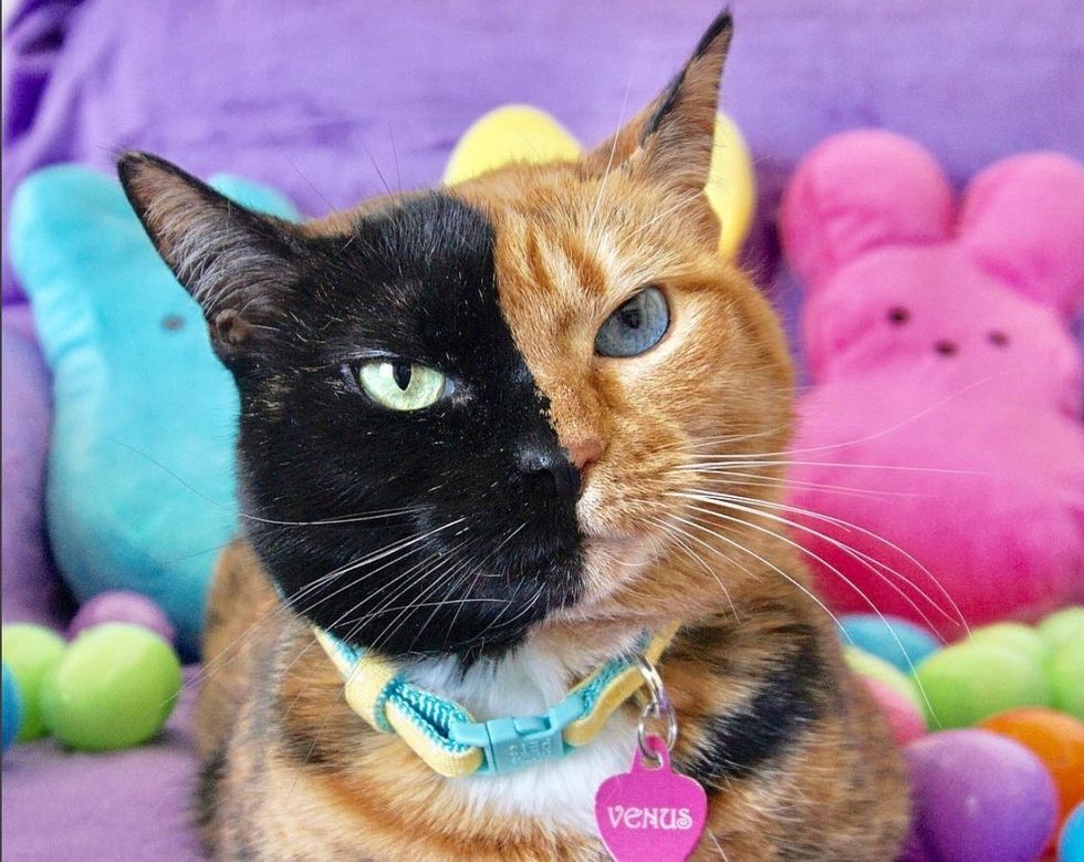 21 Cat Instagrams More Popping Than Yours That You Need To Follow | The ...
