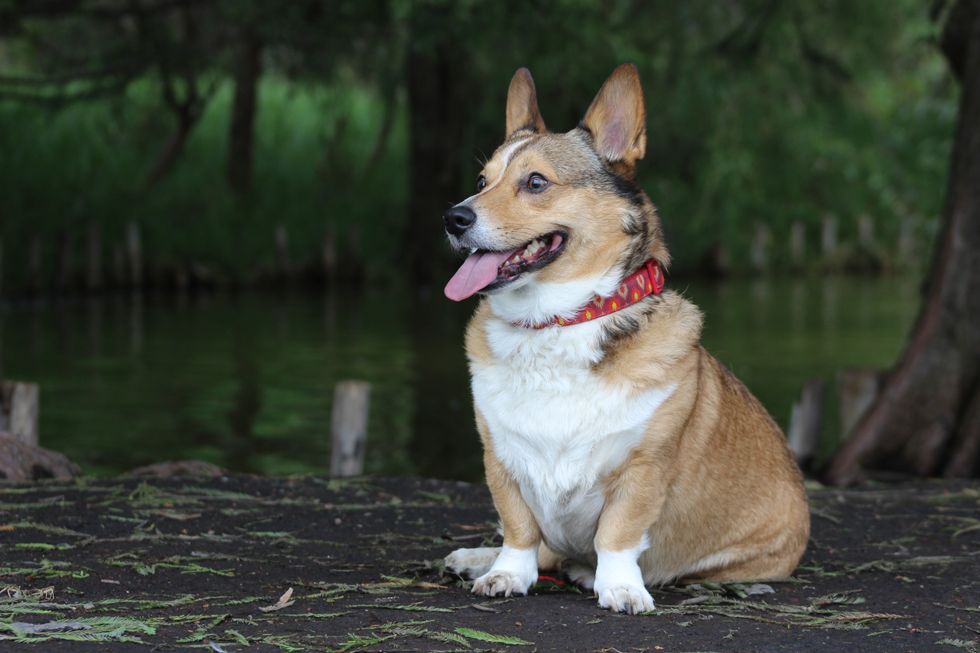 Back To School With Corgis | The Odyssey Online