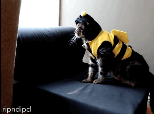10 Cat Gifs To Brighten Your Day | The Odyssey Online
